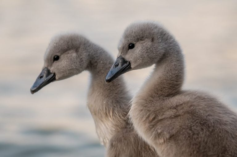 Swan Teeth: Do Swans Have Teeth? - A-Z Animals