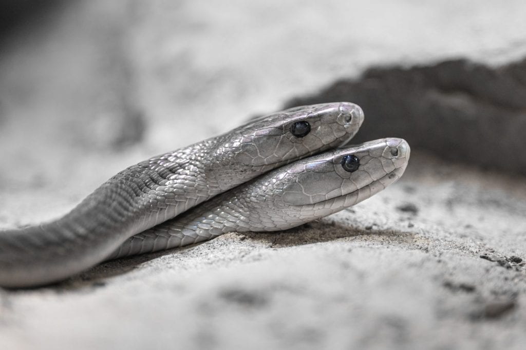 Why Male Black Mambas Fight During Mating Season