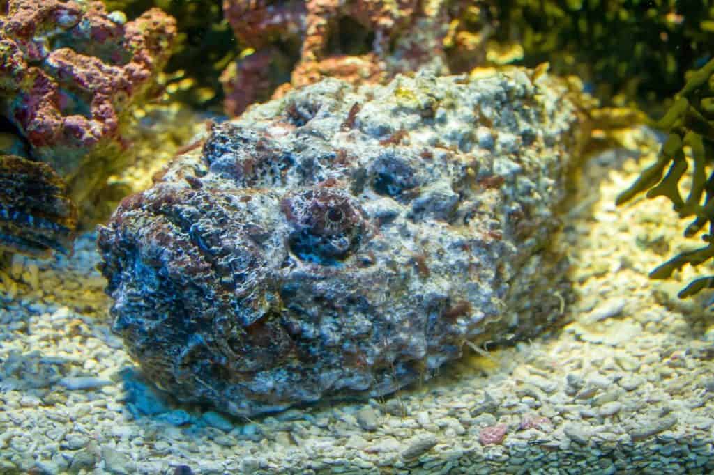 Stonefish Animal Facts - Synanceiidae - A-Z Animals