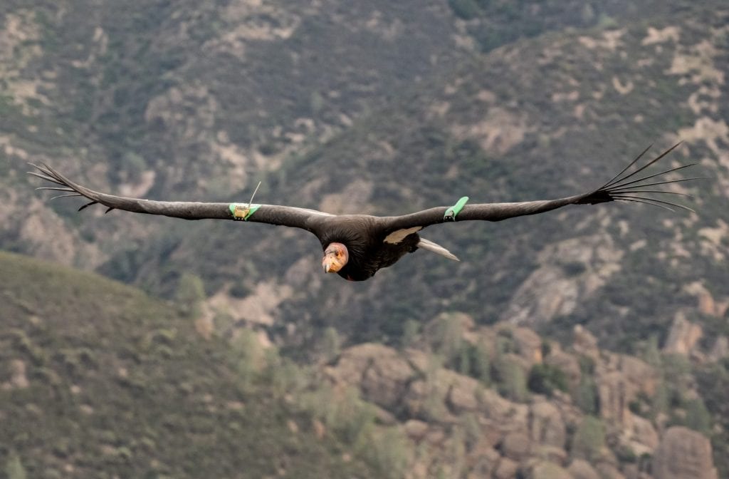 Nearly Extinct, The California Condor Is Making an Comeback - A-Z ...