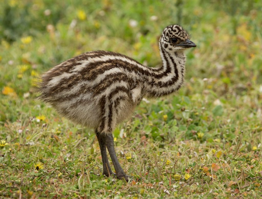 This Baby Emu Zooming Across the Yard Will Boost Your Mood