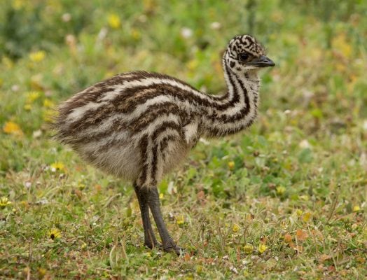 This Baby Emu Zooming Across the Yard Will Boost Your Mood