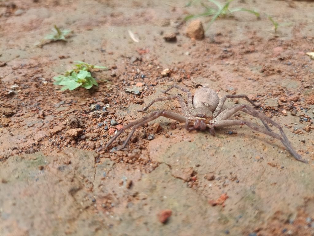 What Makes the Six-Eyed Sand Spider So Lethal - A-Z Animals
