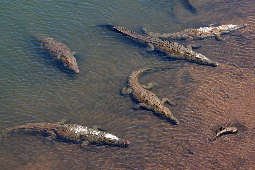 Two Unique Crocodile Species Found Living in Isolation in Mexico - A-Z ...
