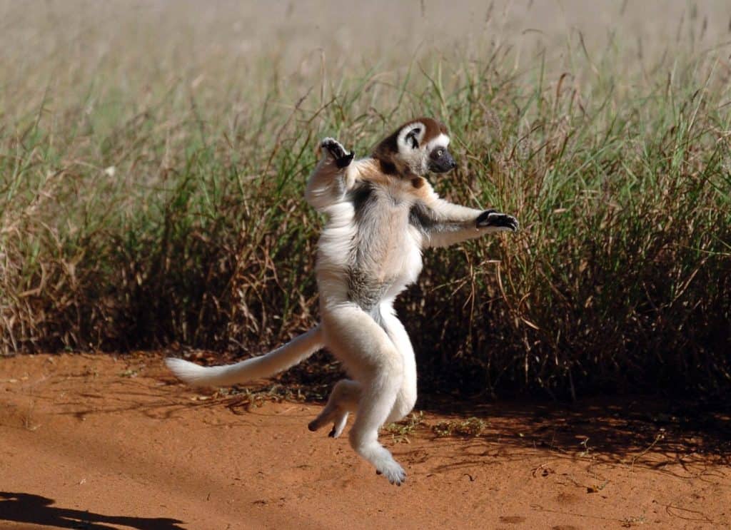 How These "Vertical Clingers" Can Clear Up to 40 Feet - A-Z Animals