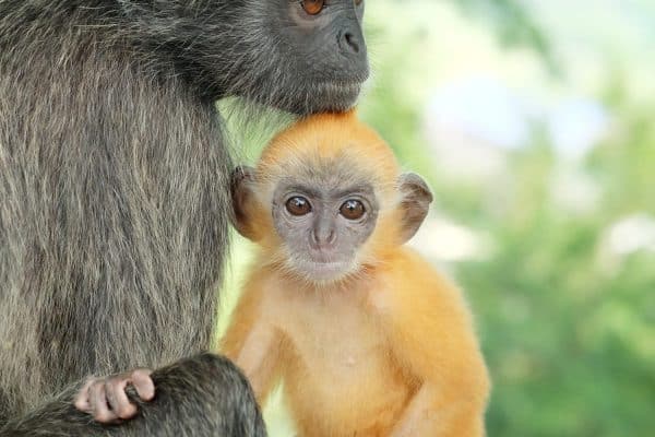 Monkey vs. Chimpanzee: The Key Differences Between These Primates - A-Z ...