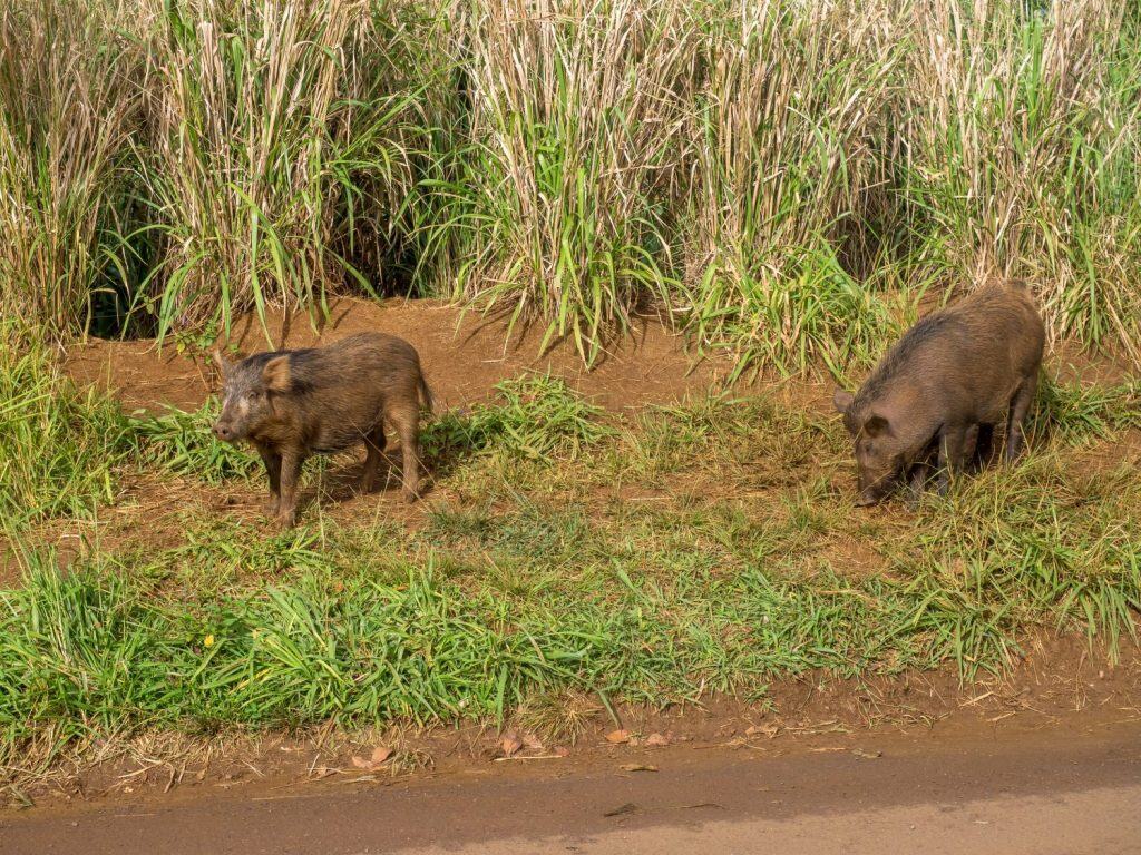 How Feral Hogs Traveled Across Oceans to Infest Hawaii