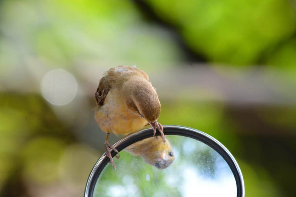 Are Animals Self-Aware? Their Mirror Reactions Might Surprise You - A-Z ...