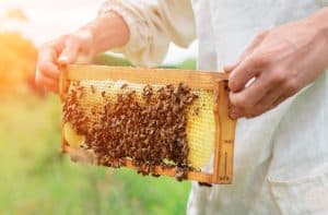A Beginner's Guide to Beekeeping - A-Z Animals