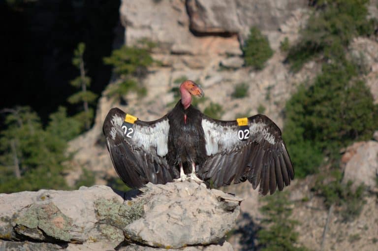 A Wildlife Guide to Grand Canyon National Park - A-Z Animals