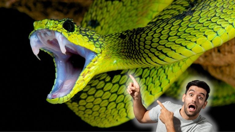 Antiguan Racer Snake Animal Facts - Alsophis antiguae - A-Z Animals