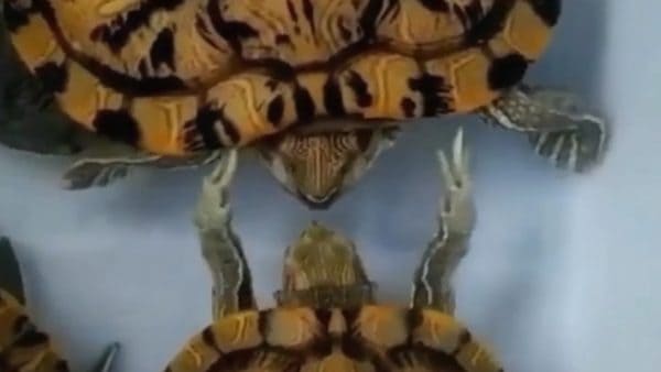 The 12 Best Small and Tiny Turtles to Keep as Pets - A-Z Animals
