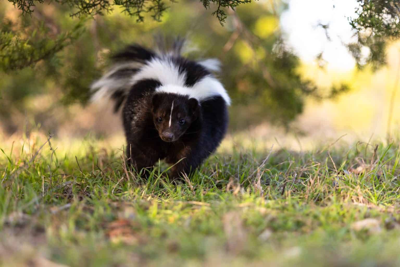 Inside the Rescue Mission That Saved Hundreds from Fur and Urine Farm