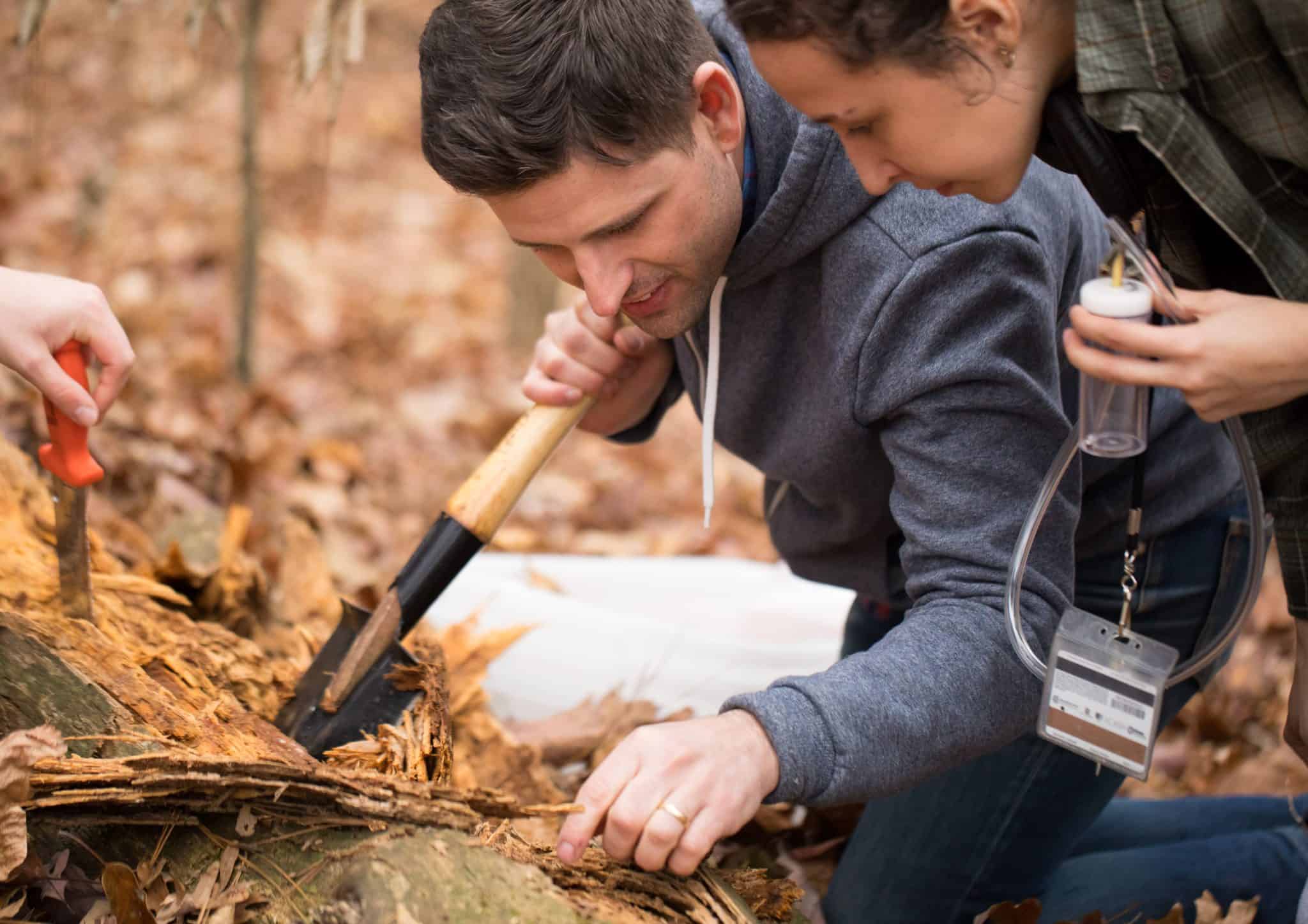 Asian Needle Ants Are Taking Over Forests and Cities Across the U.S ...