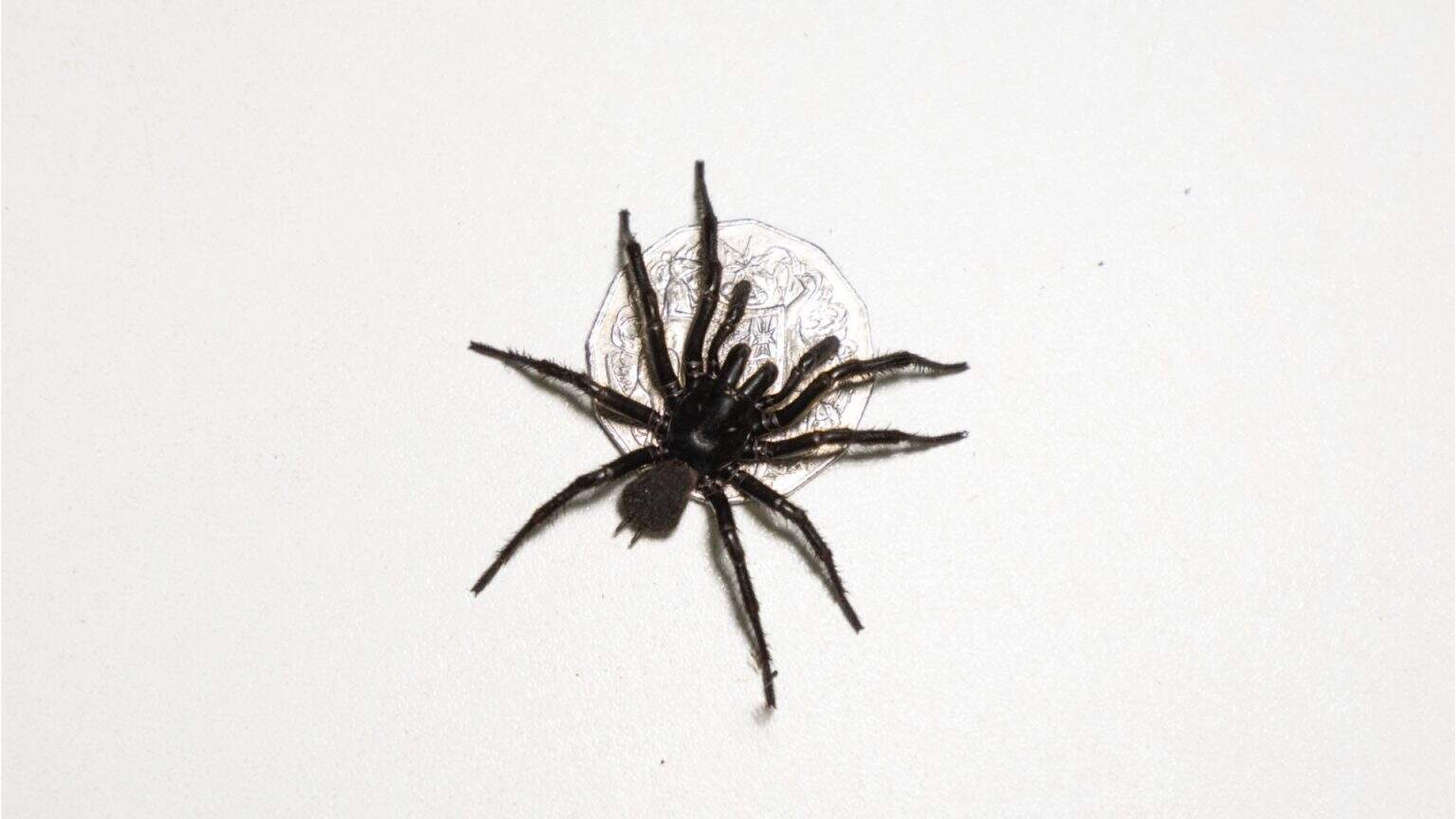 This Massive Funnel-Web Spider Is Named After Chris Hemsworth - A-Z Animals