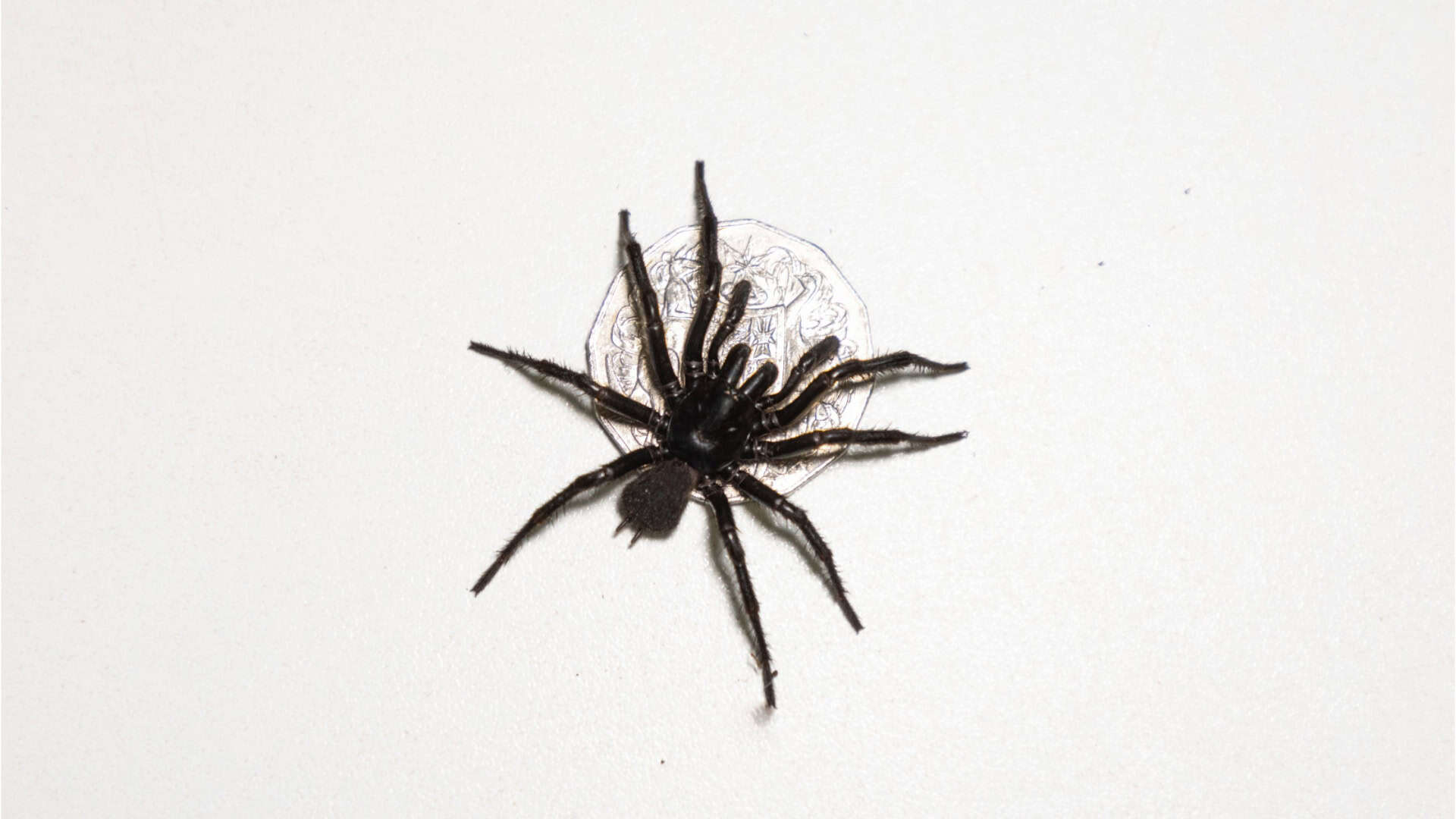 This Massive Funnel-Web Spider Is Named After Chris Hemsworth - A-Z Animals