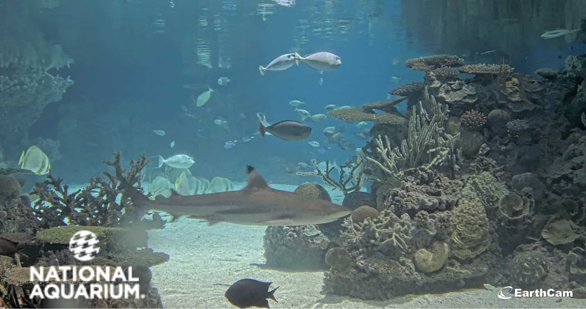 50 Animal Livestreams to Help You Get Through the Day - A-Z Animals