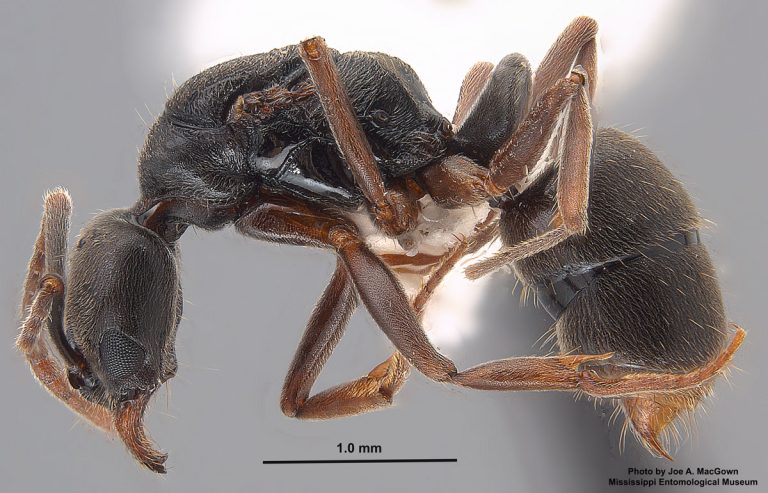 Asian Needle Ants Are Taking Over Forests and Cities Across the U.S ...