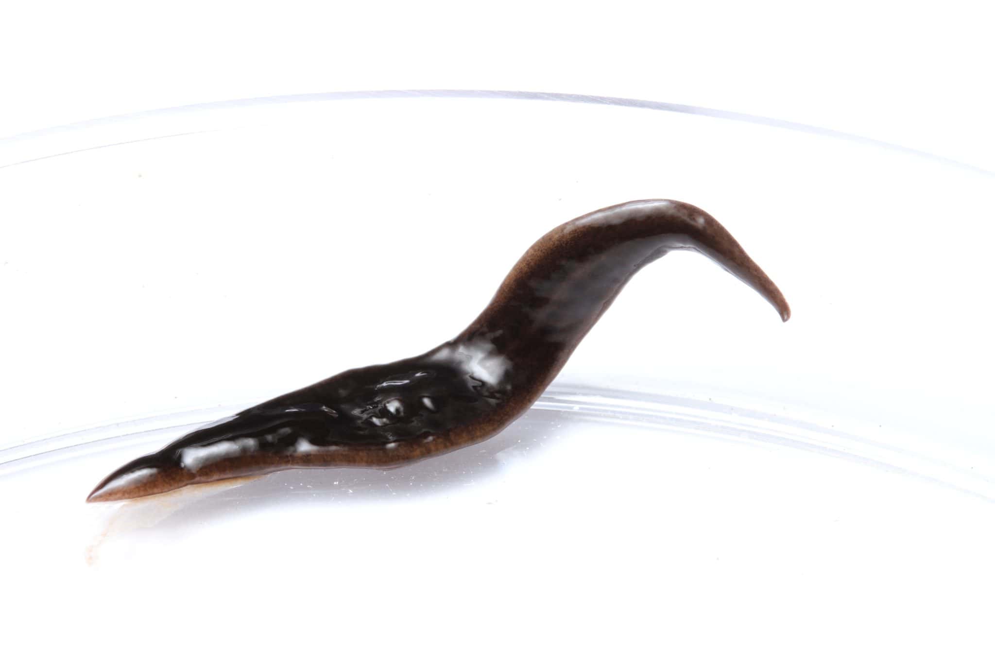 Scientists Discover New Invasive Flatworm Species in North Carolina