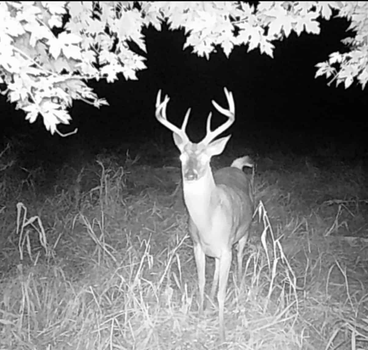 What Really Happens During Deer Rutting Season in the Wild - A-Z Animals