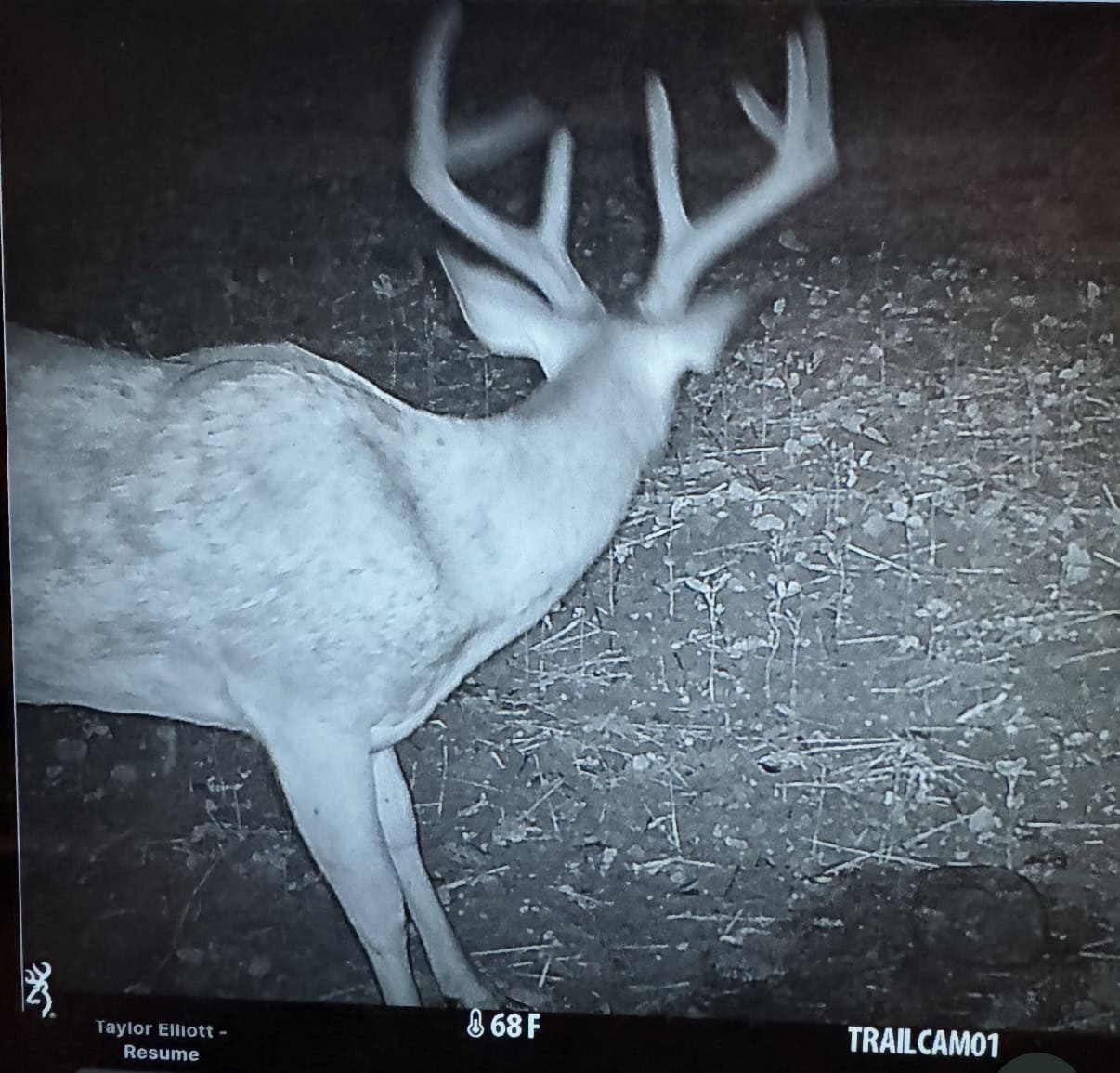 What Really Happens During Deer Rutting Season in the Wild - A-Z Animals