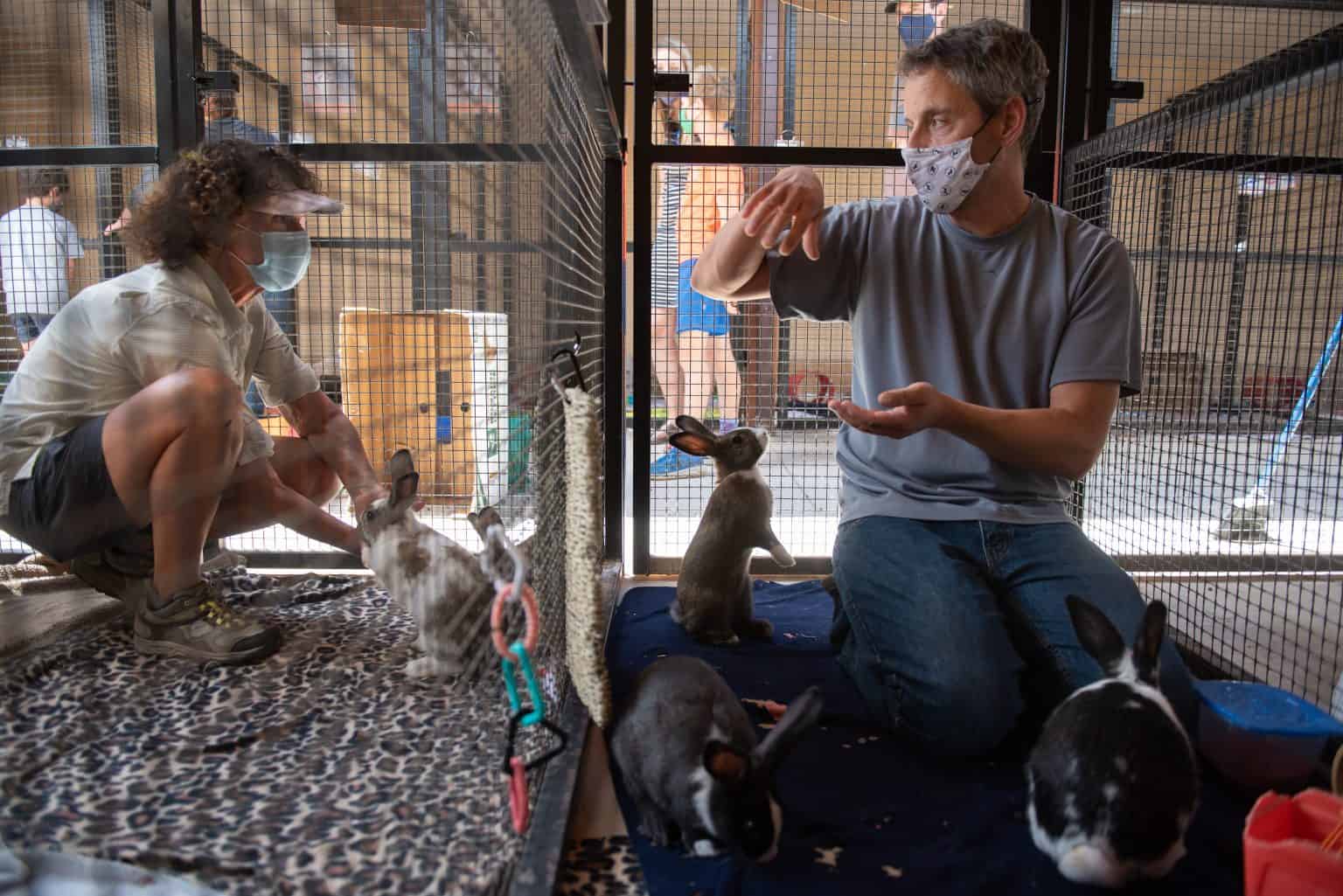 Zoochosis: The Hidden Cause Behind Abnormal Animal Behavior - A-Z Animals