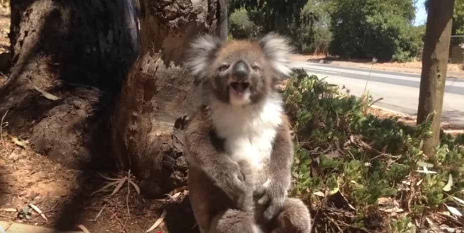 Why This Cute Koala Has a Terrifying Roar – www.purecountry1067.com