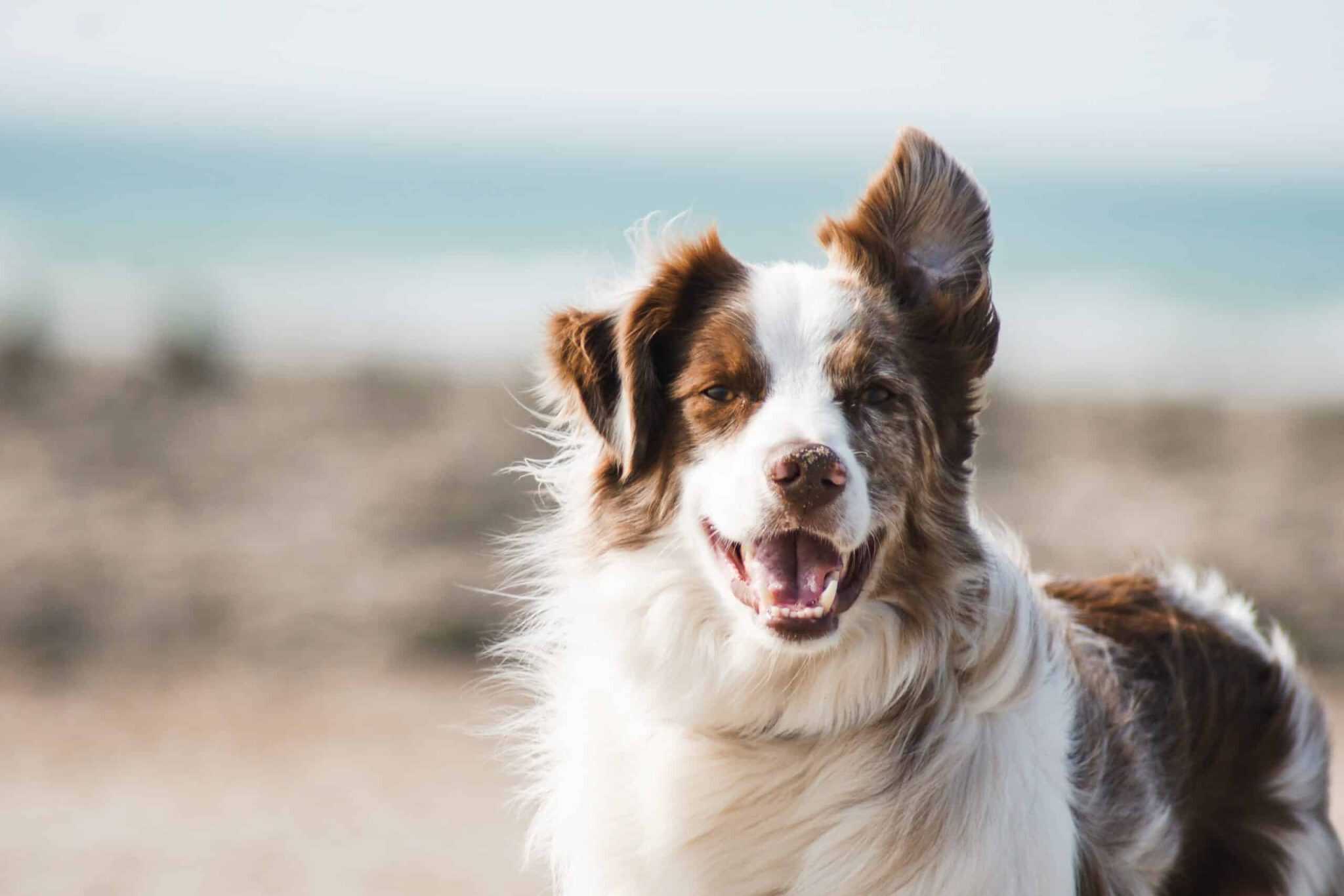 Collie Mix Animal Facts - Canis lupus familiaris - A-Z Animals