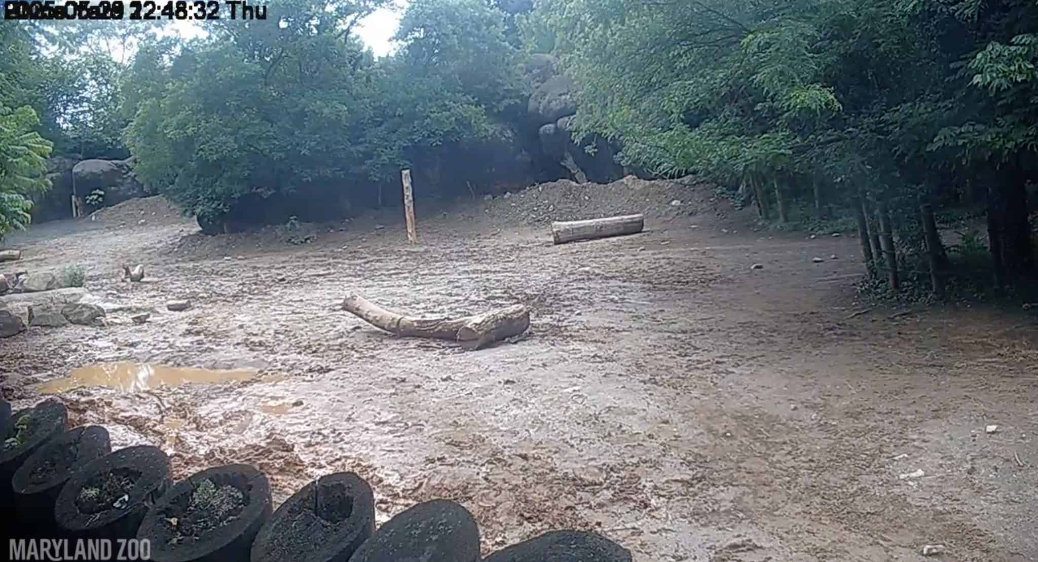 These Zoo Livestreams Will Be an All-Day Distraction - A-Z Animals