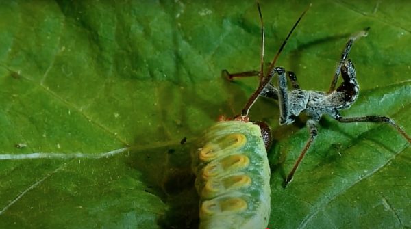 The Wheel Bug Looks Harmless—Until It Attacks - A-Z Animals