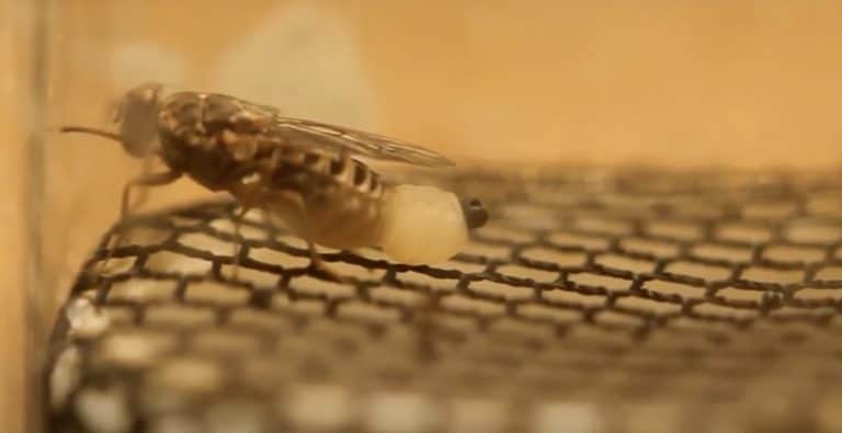 The Bizarre Reason Tsetse Flies Don’t Lay Eggs