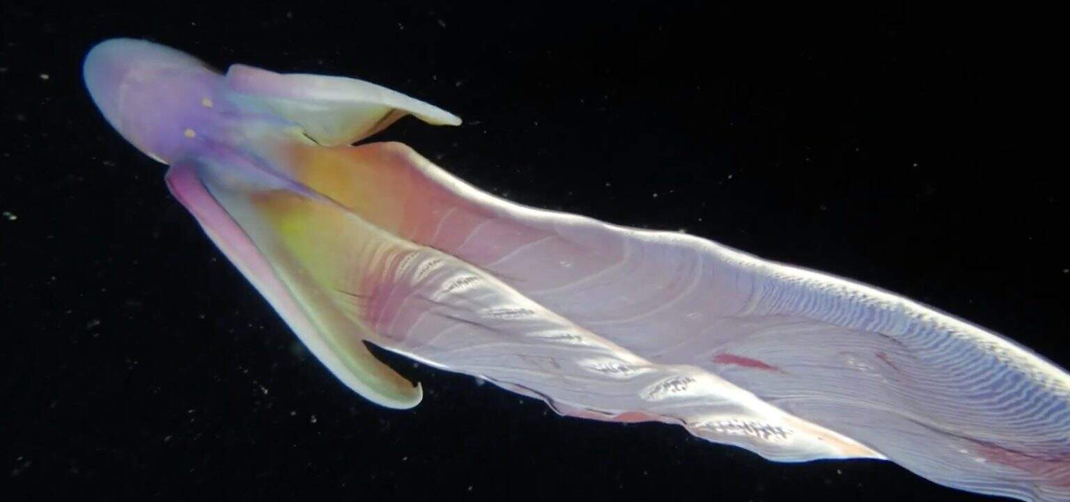 Here's Why the Rainbow Blanket Octopus Is Absolutely Dazzling