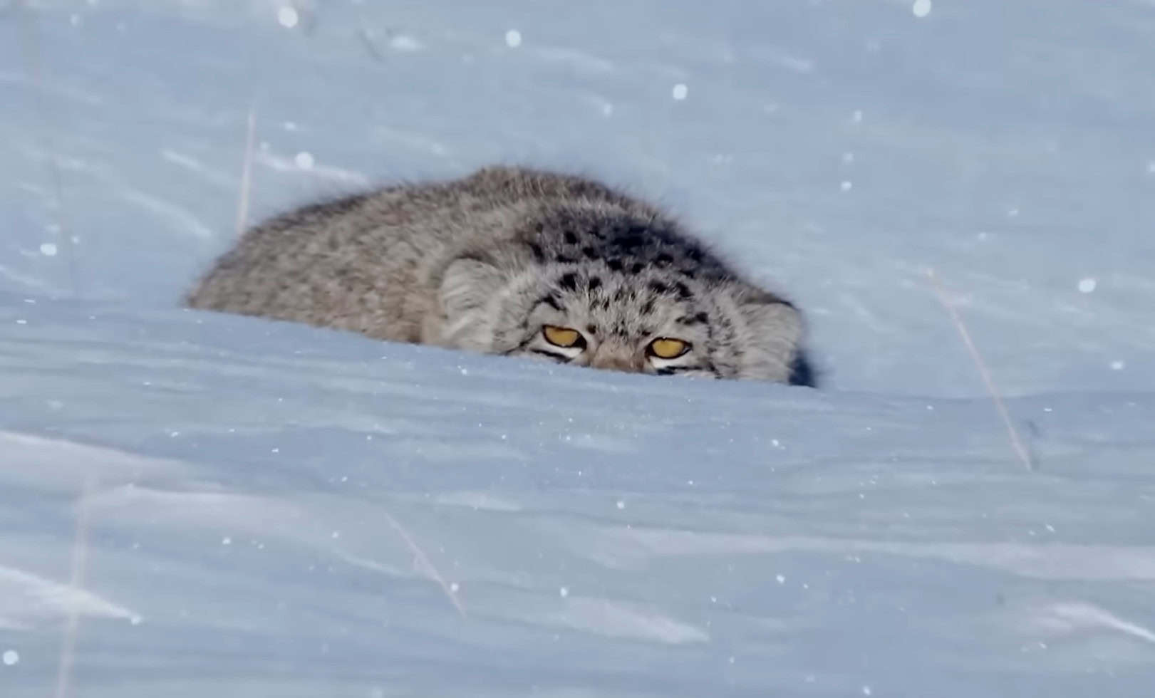 How a Very Flat Pallas's Cat Survives the Freezing Cold
