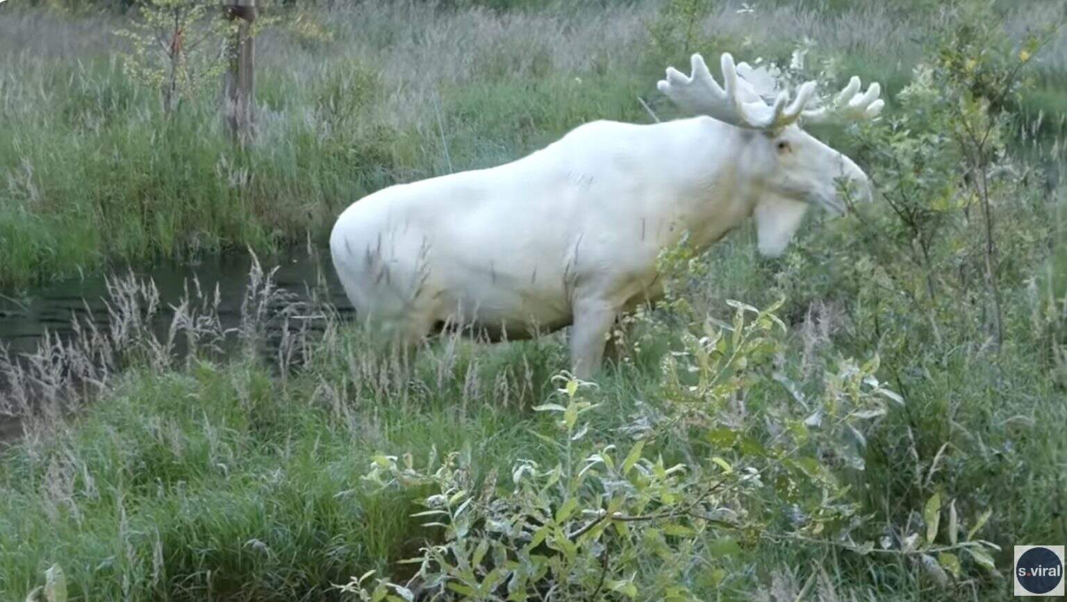 The Mystery Behind a Rare White Moose Seen in Sweden