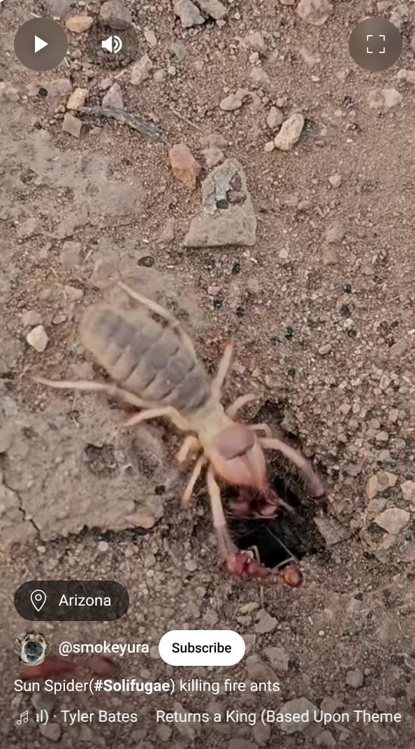 Why Sun Spiders Kill Ants Without Eating Them - A-Z Animals