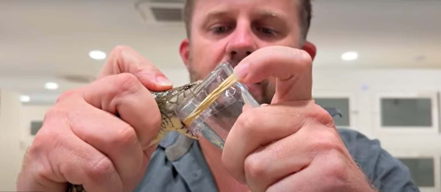 What It's Really Like to Milk Snakes for Venom - A-Z Animals