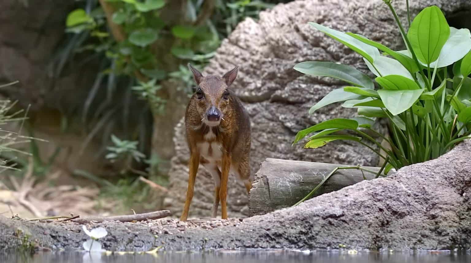 Learn About Chevrotains, the Smallest Hoofed Mammals on Earth - A-Z Animals
