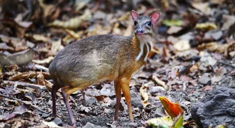 Learn About Chevrotains, the Smallest Hoofed Mammals on Earth - A-Z Animals