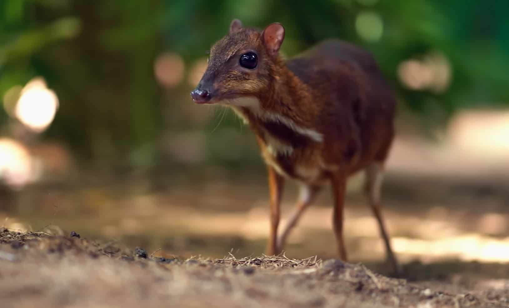 Learn About Chevrotains, the Smallest Hoofed Mammals on Earth - A-Z Animals