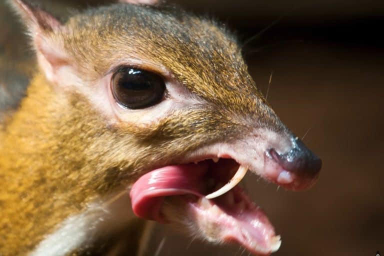 Learn About Chevrotains, the Smallest Hoofed Mammals on Earth - A-Z Animals
