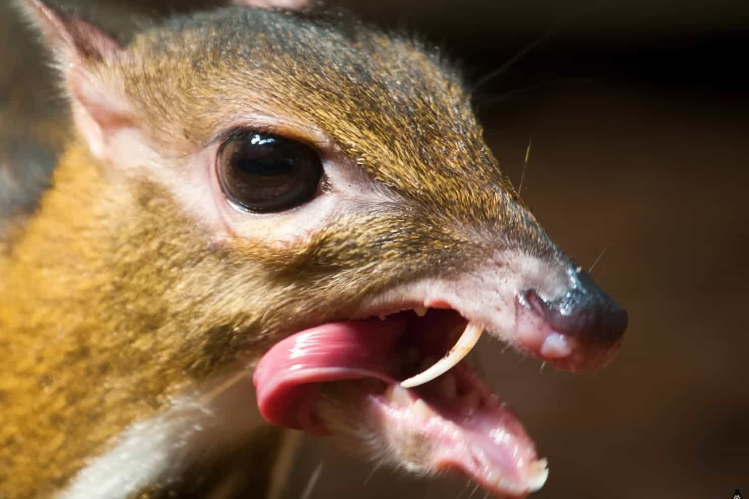 Learn About Chevrotains, the Smallest Hoofed Mammals on Earth - A-Z Animals