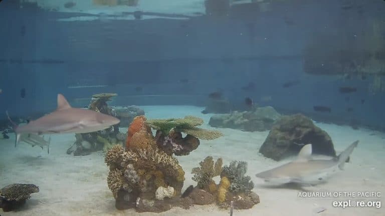 50 Animal Livestreams to Help You Get Through the Day - A-Z Animals