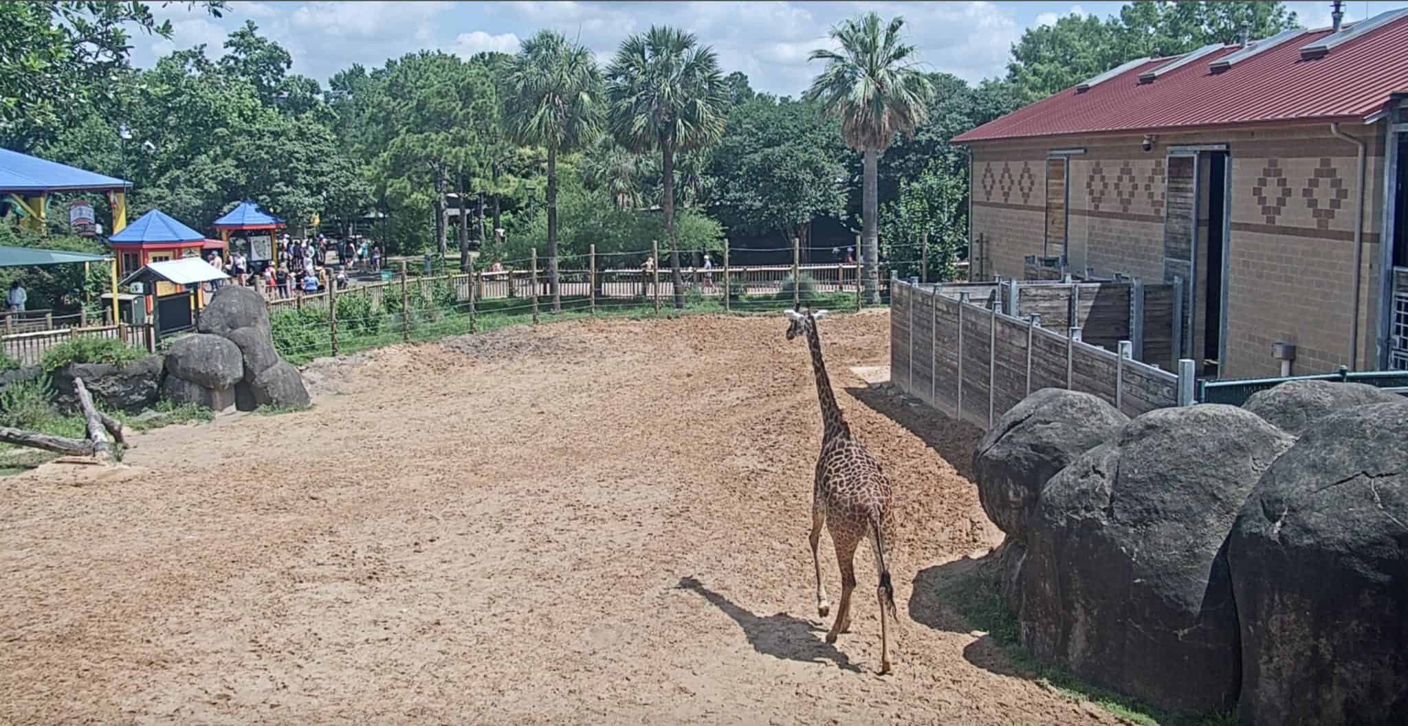 These Zoo Livestreams Will Be an All-Day Distraction - A-Z Animals