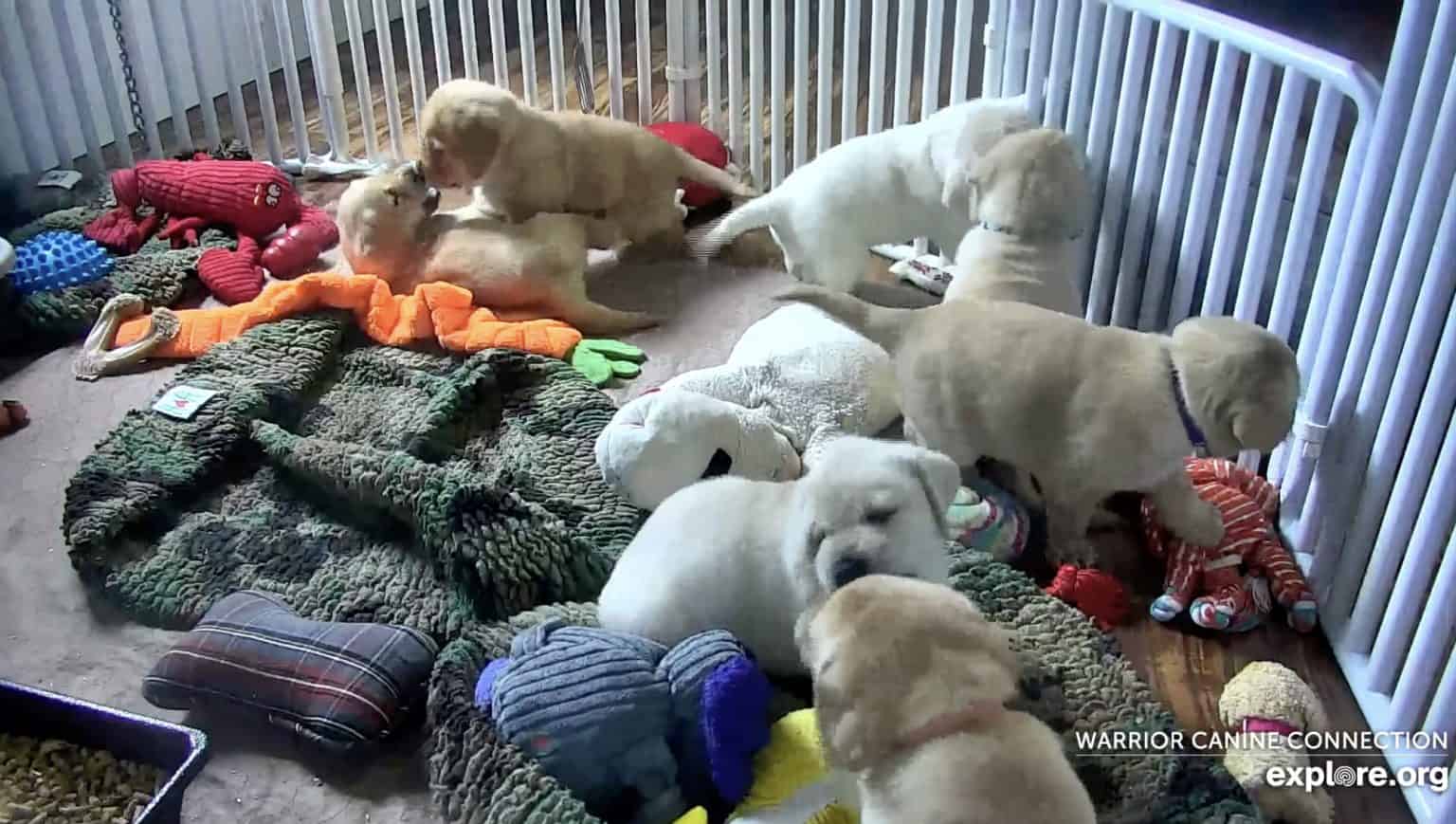 With Fewer Than 10 of These Animals Left, Can the Species Be Saved? - A ...