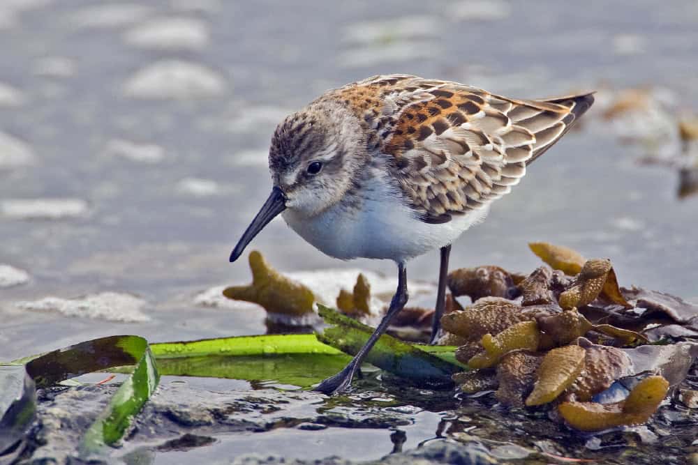 Sandpiper Animal Pictures | A-Z Animals