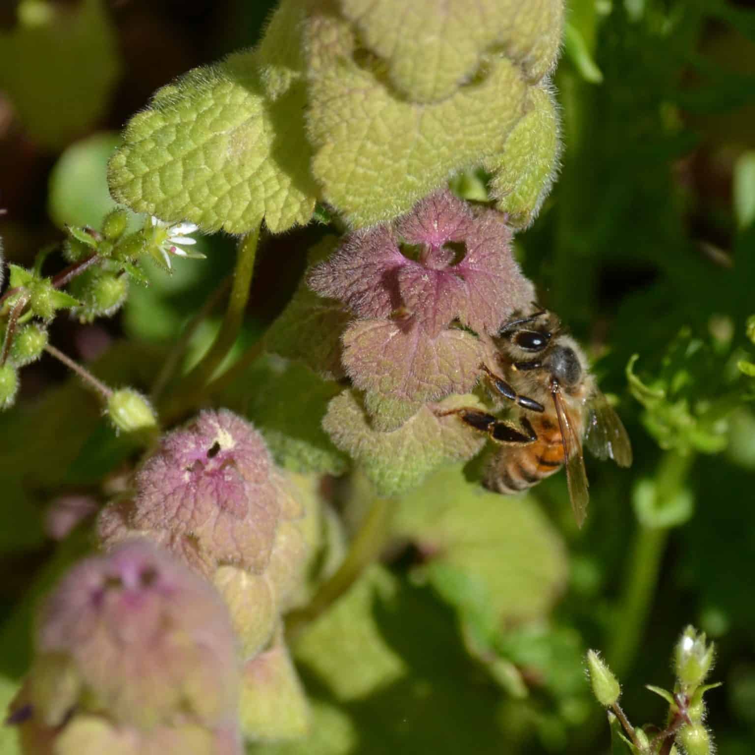 Ever Met a Bee Veterinarian? You Have Now. - A-Z Animals