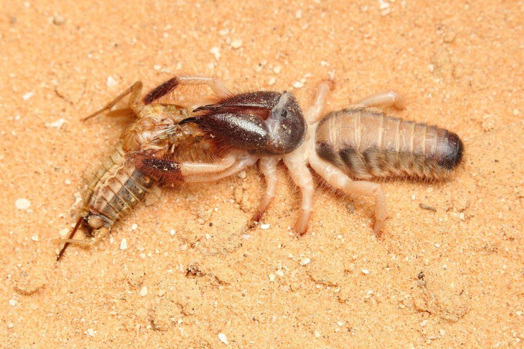 Why Sun Spiders Kill Ants Without Eating Them - A-Z Animals