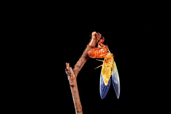 Ecdysis, Defined: An Incredible Period of Transformation - A-Z Animals