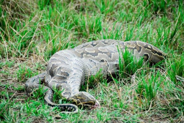 Inside the Python Digestive System That Can Melt Bones - A-Z Animals