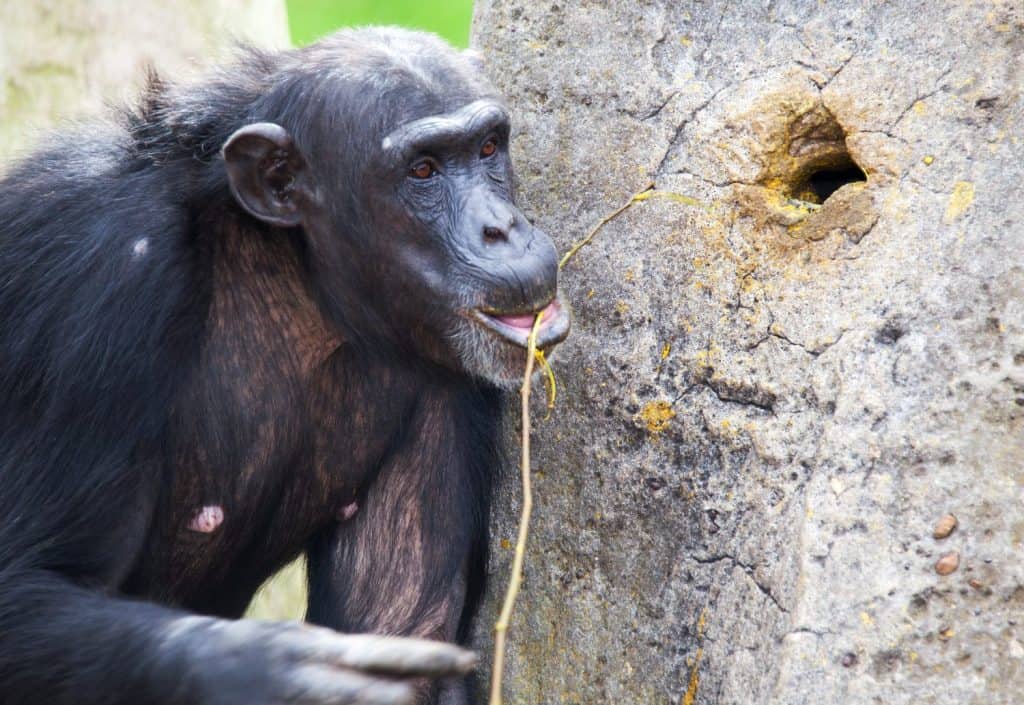 What Do Chimpanzees Eat? Inside the Diet of Our Relatives